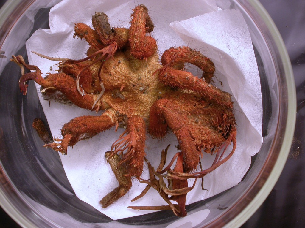 Cordyceps - Parasitic Fungus - tarantula 2 - Lazer Horse Cordyceps - Parasitic Fungus - tarantula 2 - Lazer Horse