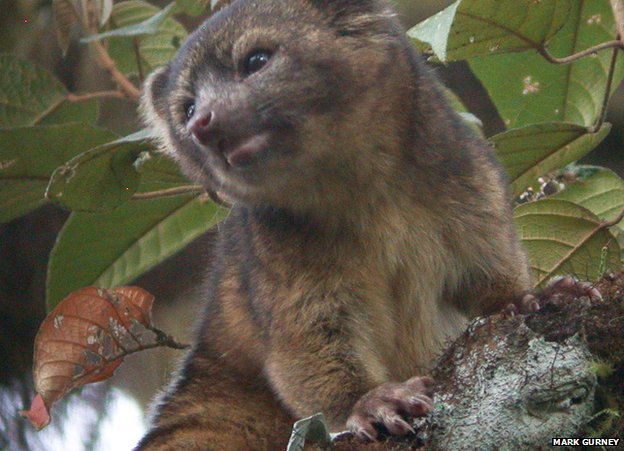 Olinguito: The Newest Mammal Species • Lazer Horse