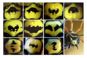 Wasps Remember Faces • Lazer Horse