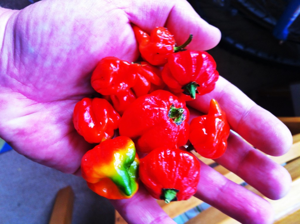 RECIPE: Killer Fruity Scotch Bonnet Chilli Sauce • Lazer Horse