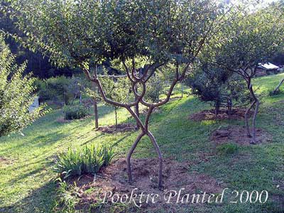 Arborsculpture: The Art Of Tree Shaping • Lazer Horse