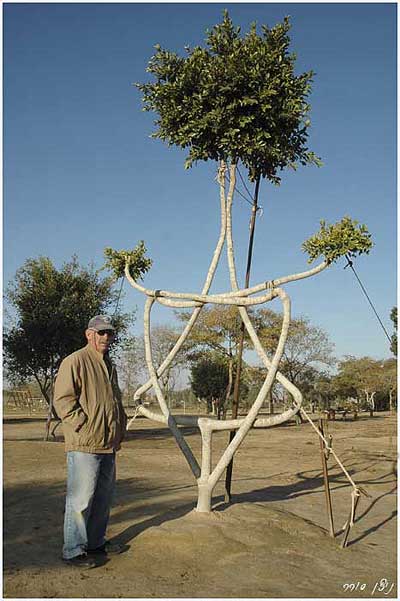 Arborsculpture: The Art Of Tree Shaping • Lazer Horse