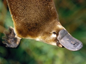 The Duck Billed Platypus: Weirder Than You Thought • Lazer Horse