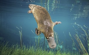 The Duck Billed Platypus: Weirder Than You Thought • Lazer Horse