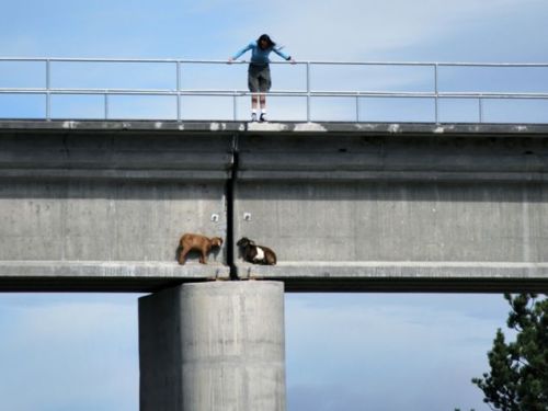 Photos Of Goats In Weird Places • Lazer Horse
