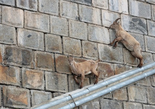 Photos Of Goats In Weird Places • Lazer Horse