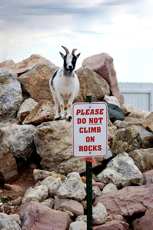 Photos Of Goats In Weird Places • Lazer Horse
