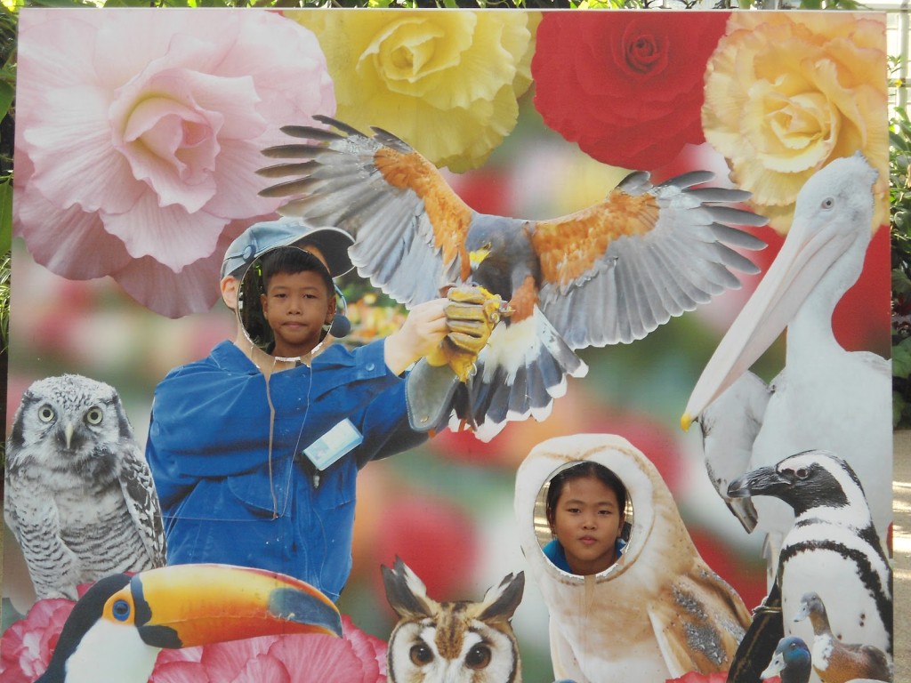 VIDEO: Transformer Owls AKA Ptilopsis leucotis • Lazer Horse