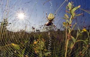 Spider Webs: What Are They Made Of? And Is Spider Silk Really As Strong ...