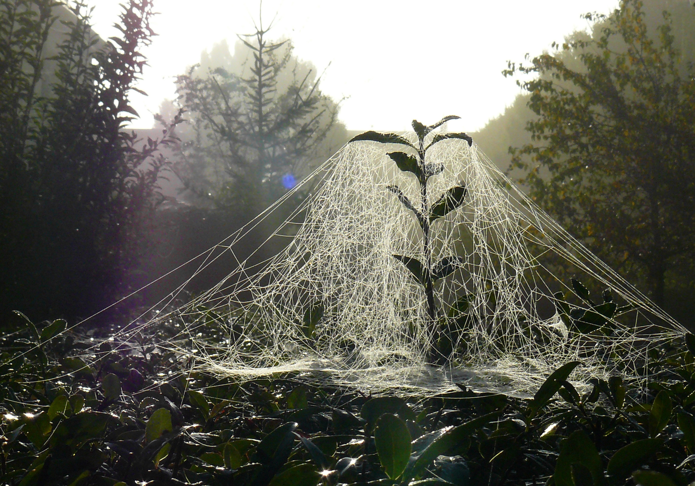 Spider Webs: What Are They Made Of? And Is Spider Silk Really As Strong ...