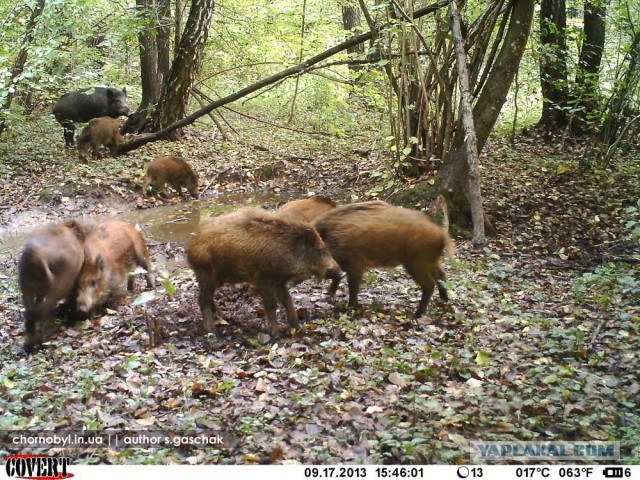 Chernobyl - Prypiat - Wildlife - Radioactive - Boar - Lazer Horse