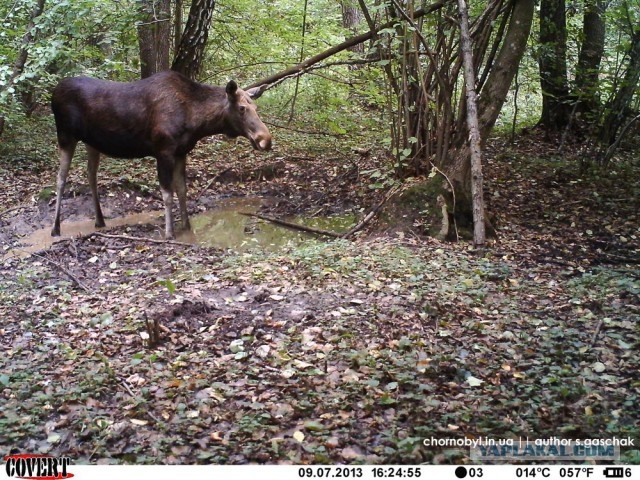 Prypiat Wildlife: The Animals That Survived Chernobyl • Lazer Horse