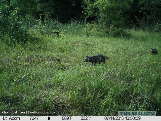 Prypiat Wildlife: The Animals That Survived Chernobyl • Lazer Horse