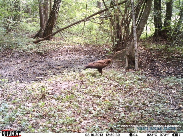 Prypiat Wildlife: The Animals That Survived Chernobyl • Lazer Horse