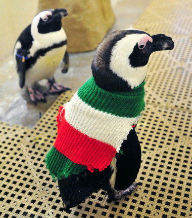 Sweaters For Penguins • Lazer Horse
