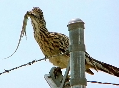The Tarantula Hawk: One Of Nature's Bleakest Inventions • Lazer Horse
