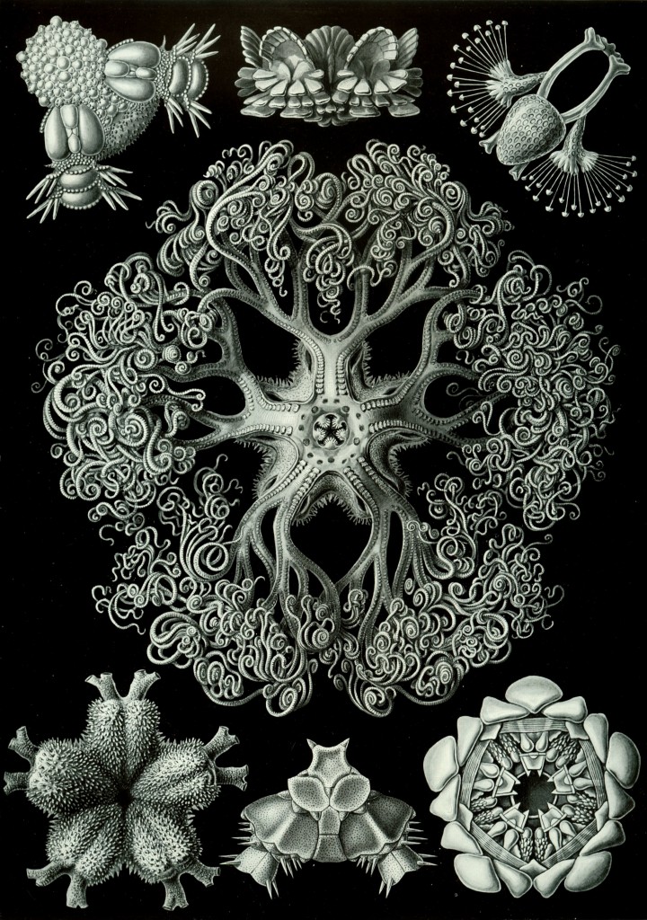 Old Science & Nature Pictures: Beautiful & Strangely Mesmerizing ...