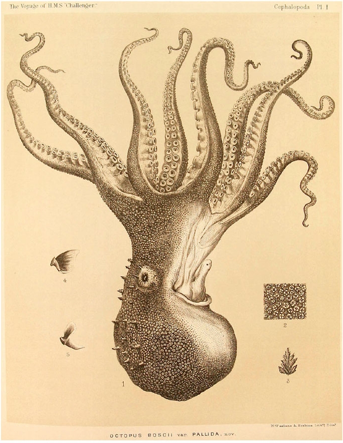 Old Science & Nature Pictures: Beautiful & Strangely Mesmerizing ...