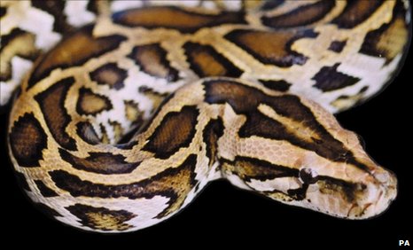 Wildlife In Burma - A Photo Collection • Lazer Horse