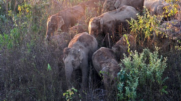 Wildlife In Burma - A Photo Collection • Lazer Horse