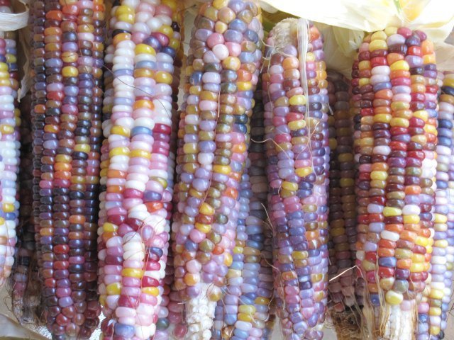 Glass Gem Corn: Short History • Lazer Horse
