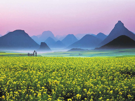 China's Luoping Ocean Of Flowers Looks Amazing • Lazer Horse