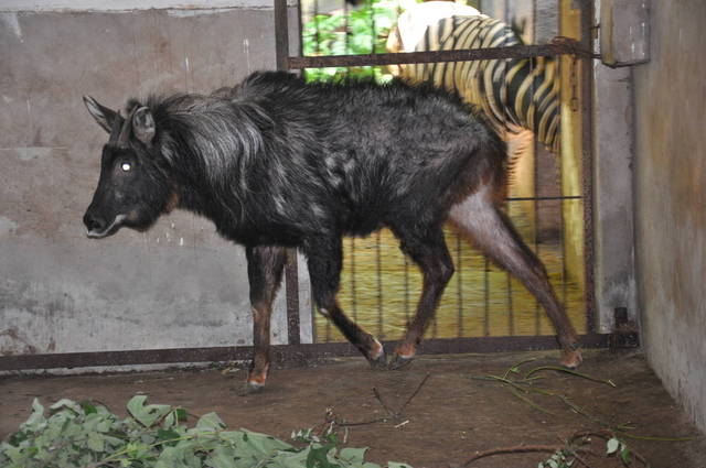 Chinese Serow: A Strange Goat Antelope • Lazer Horse