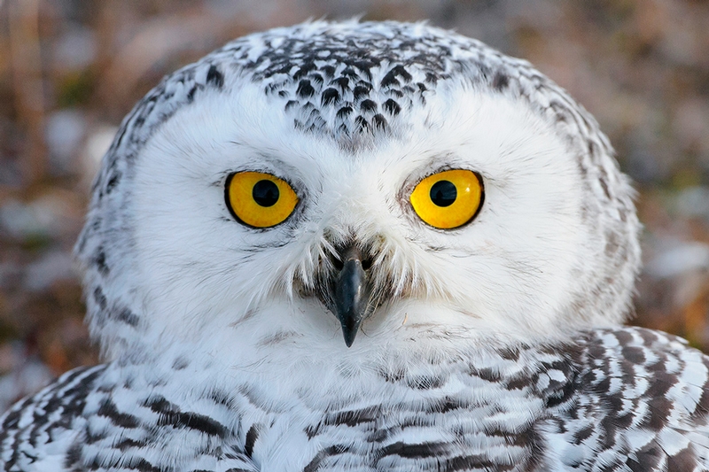 Wrangel Island - Russia - Wildlife Photos - Owl Close Up - Lazer Horse