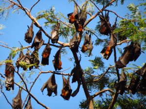 World's Biggest Bat: Giant Golden-Crowned Flying Fox • Lazer Horse