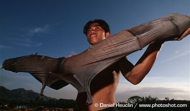 World's Biggest Bat: Giant Golden-Crowned Flying Fox • Lazer Horse