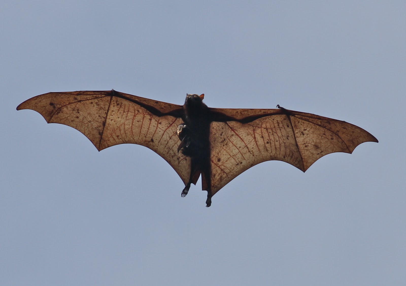 World's Biggest Bat: Giant Golden-Crowned Flying Fox • Lazer Horse