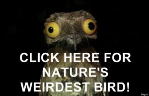 Potoo-weird-funny-bird-big-eyes-stare - Lazer Horse