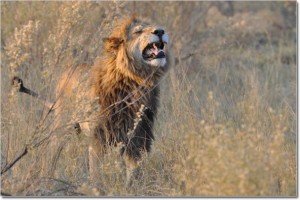 The Flehmen Response: Why Do Animals Pull That Weird Face? • Lazer Horse