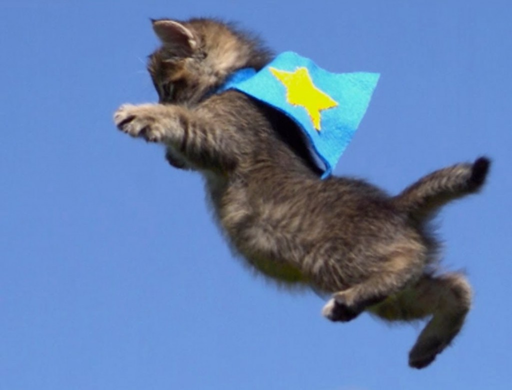 GIF super cat 2 - Lazer Horse