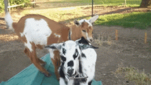 Great Goat GIFs • Lazer Horse