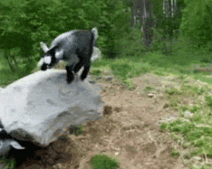 Great Goat GIFs • Lazer Horse