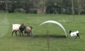 Great Goat GIFs • Lazer Horse
