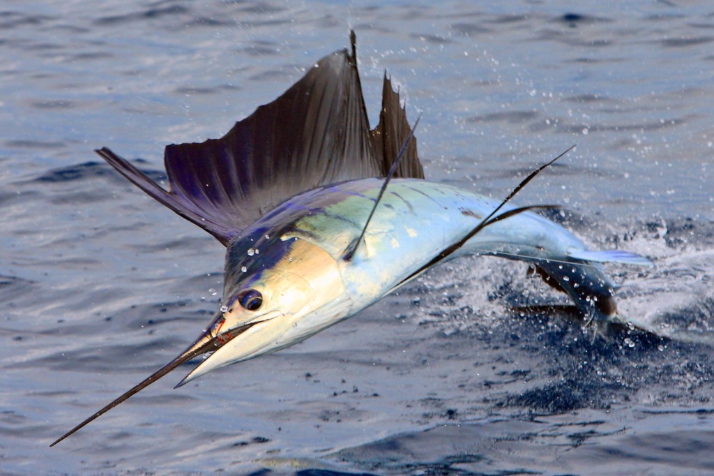 Sailfish: Fastest Fish In The Ocean • Lazer Horse