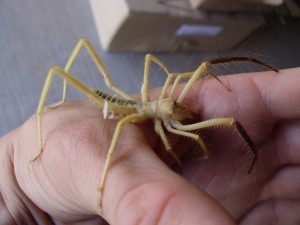 Solifugae: Like Spiders But Less Dangerous And More Gross • Lazer Horse