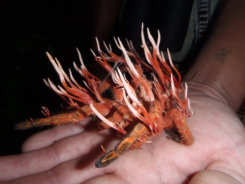 Cordyceps: The Most Brutal Of Fungi • Lazer Horse