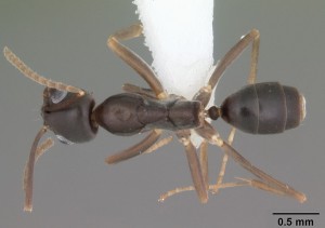 Lazarus Taxon: Creatures Once Extinct Raised From The Dead • Lazer Horse