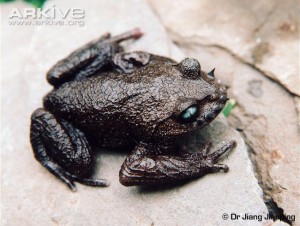 The Handsome Moustache Toad • Lazer Horse