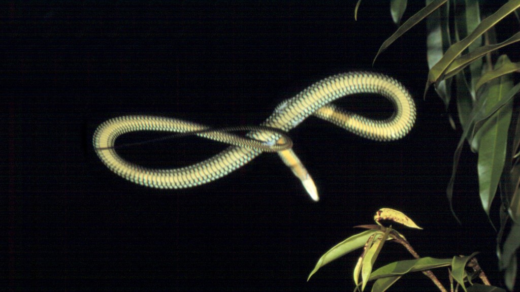 Chrysopelea: The Flying Snake • Lazer Horse