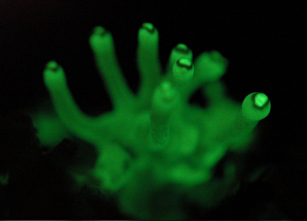 Foxfire: Putting The "Fun" Back In Fungus • Lazer Horse