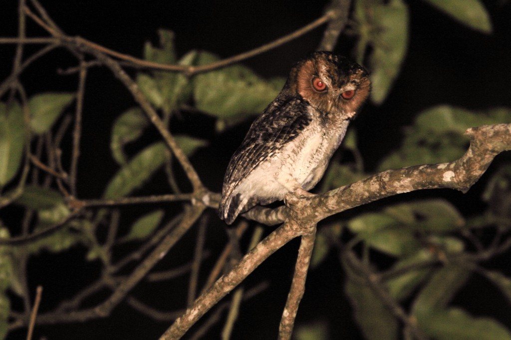 Philippine Scops Owl: The Skull Crusher • Lazer Horse