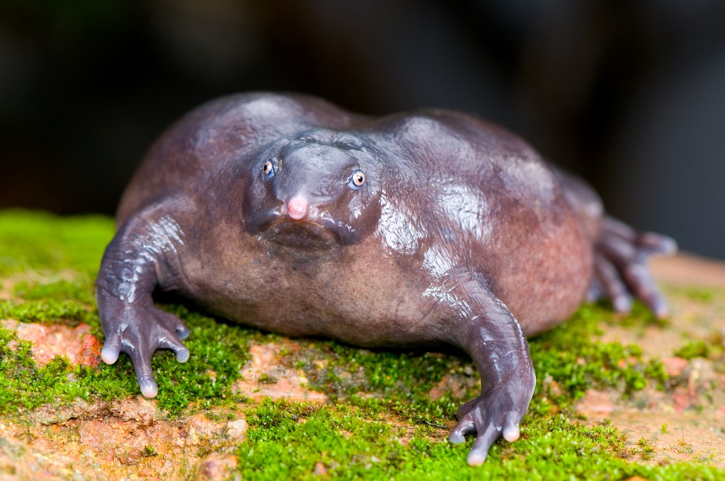 Is The Indian Purple Frog The Ugliest Animal In The World? • Lazer Horse