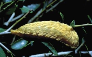 The Venomous Donald Trump Caterpillar: Megalopyge Opercularis • Lazer Horse