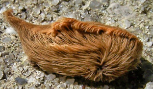 The Venomous Donald Trump Caterpillar: Megalopyge Opercularis • Lazer Horse