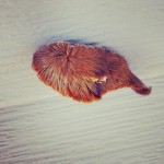 The Venomous Donald Trump Caterpillar: Megalopyge Opercularis • Lazer Horse