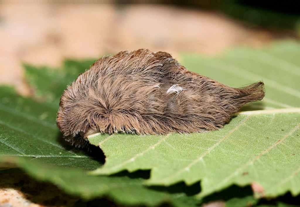The Venomous Donald Trump Caterpillar: Megalopyge Opercularis • Lazer Horse